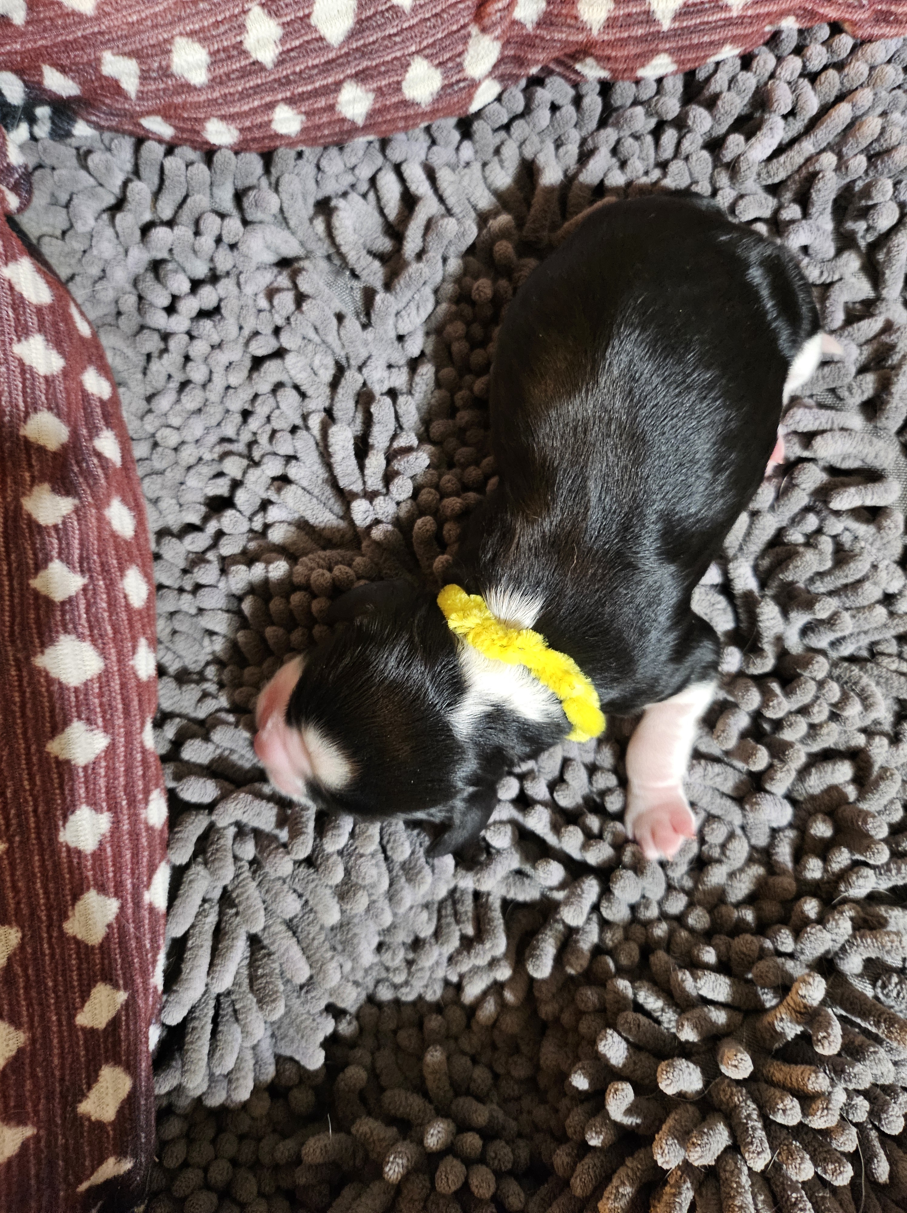 Joy’s December 4, 2025 Litter – Spring of Joy Kennel